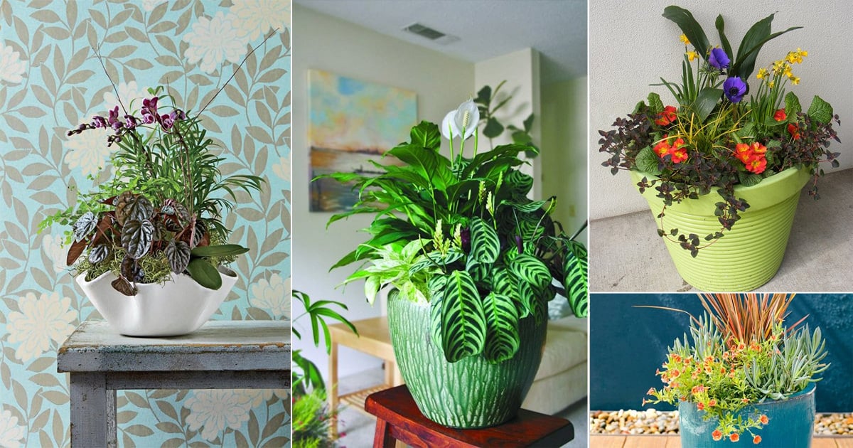 22 Houseplant Combination Ideas | Balcony Garden Web