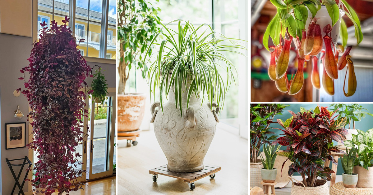 60 Different Types of Indoor Plants | Houseplant Types
