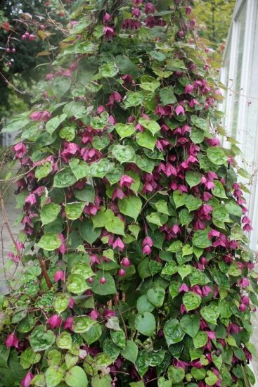 17 Best Vines with Purple Flowers | Purple Flowering Climbers