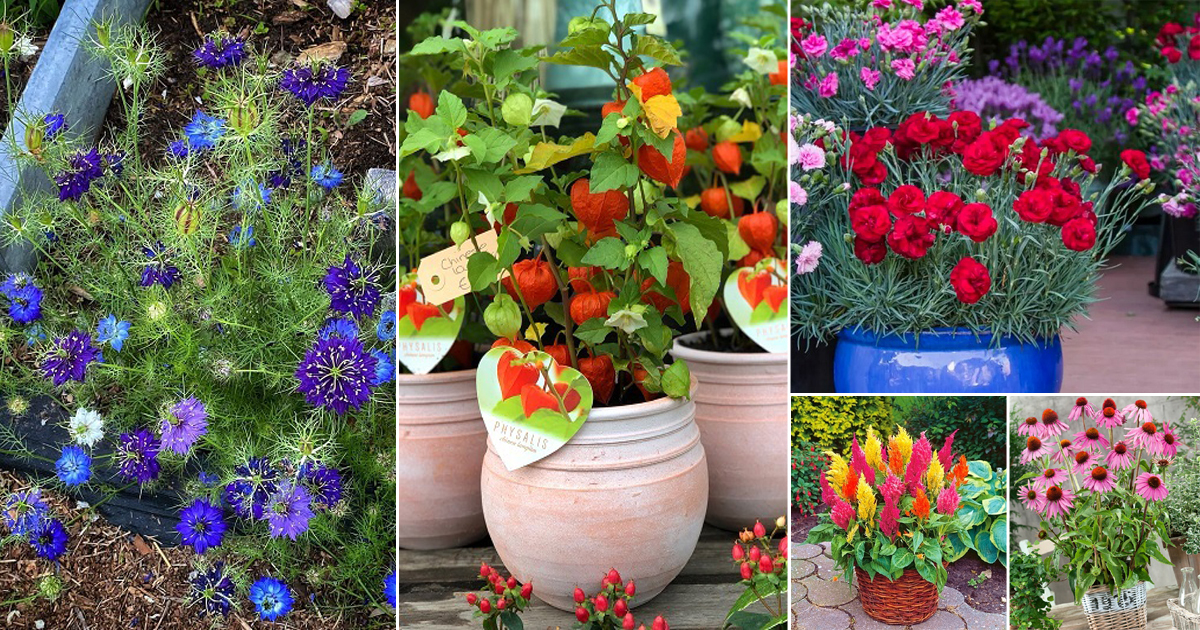 50 Best Types of Cut Flowers for a Cut Flower Garden