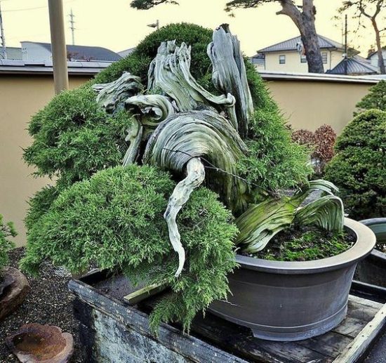14 Oldest Bonsai Trees in the World | Balcony Garden Web