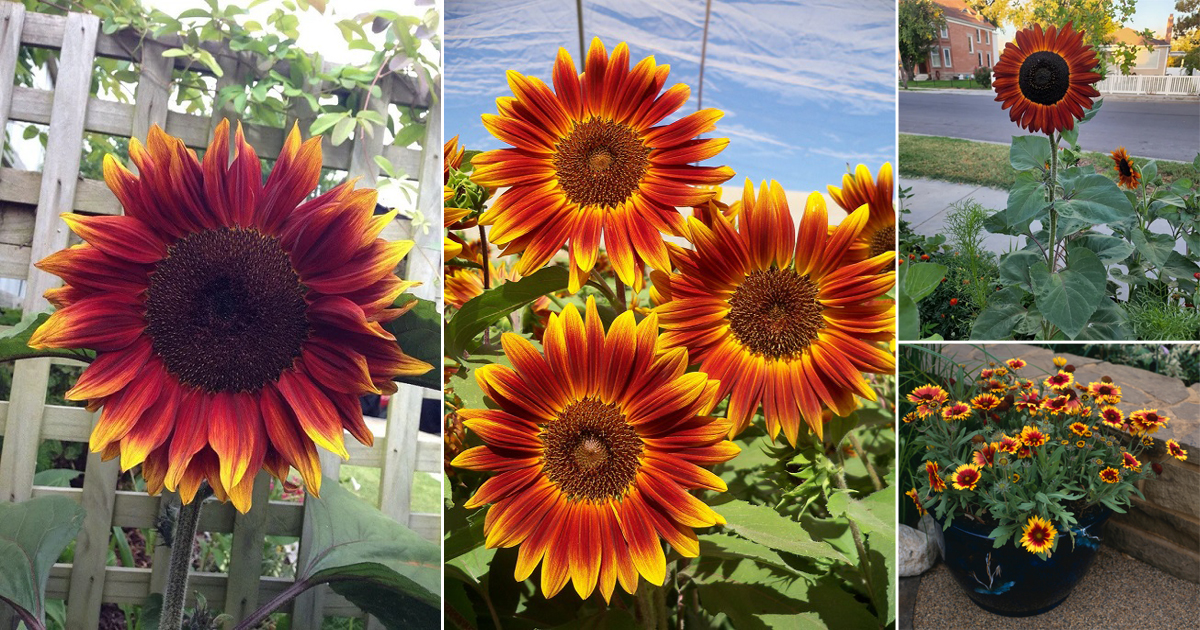 16 Best Red Sunflower Varieties | Balcony Garden Web