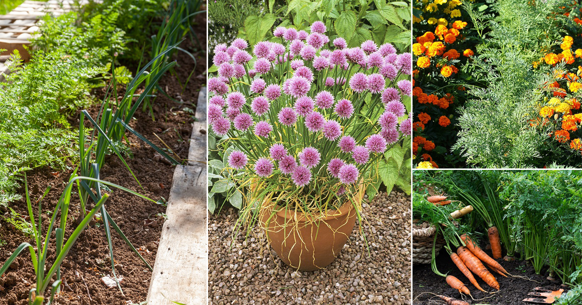 Carrot Companion Planting | Companion plants for Carrots