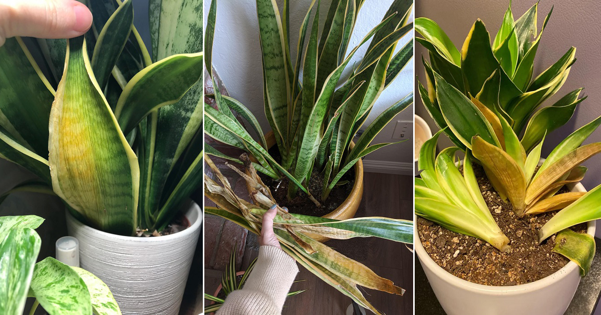 Snake Plant Leaves Turning Yellow? 9 Reasons and Solutions | Balcony ...