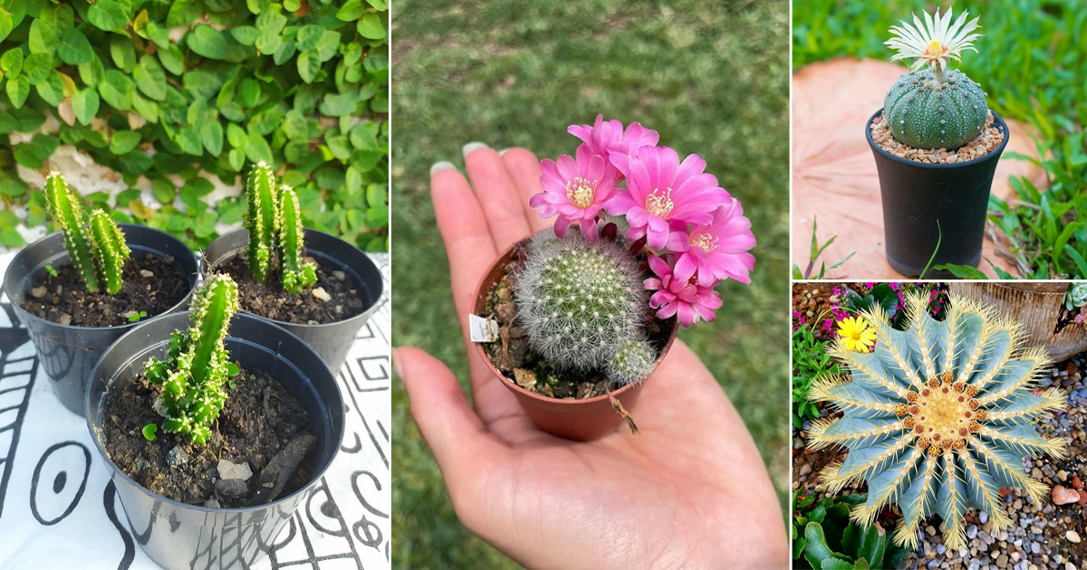 How to Grow Cactus from Seeds + Best Cacti for Seed Propagation